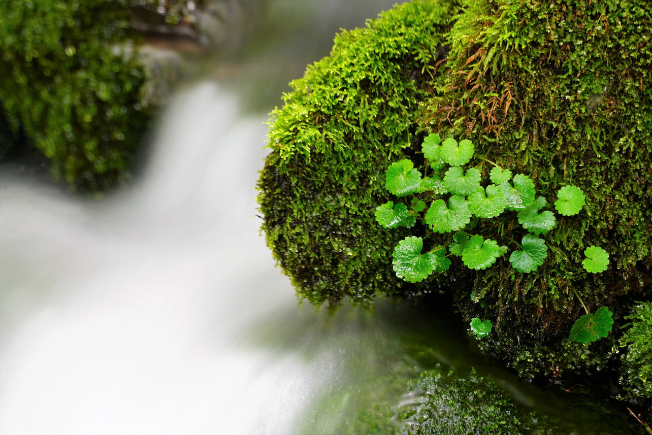 Premium Canadian Health Supplement – Oronia Info